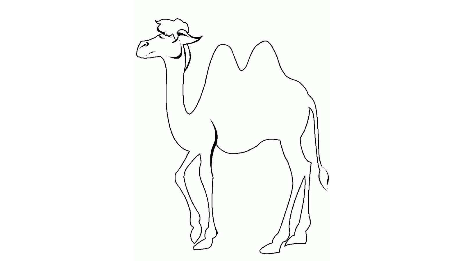 Dibujo de Camello para colorear y pintar #2094