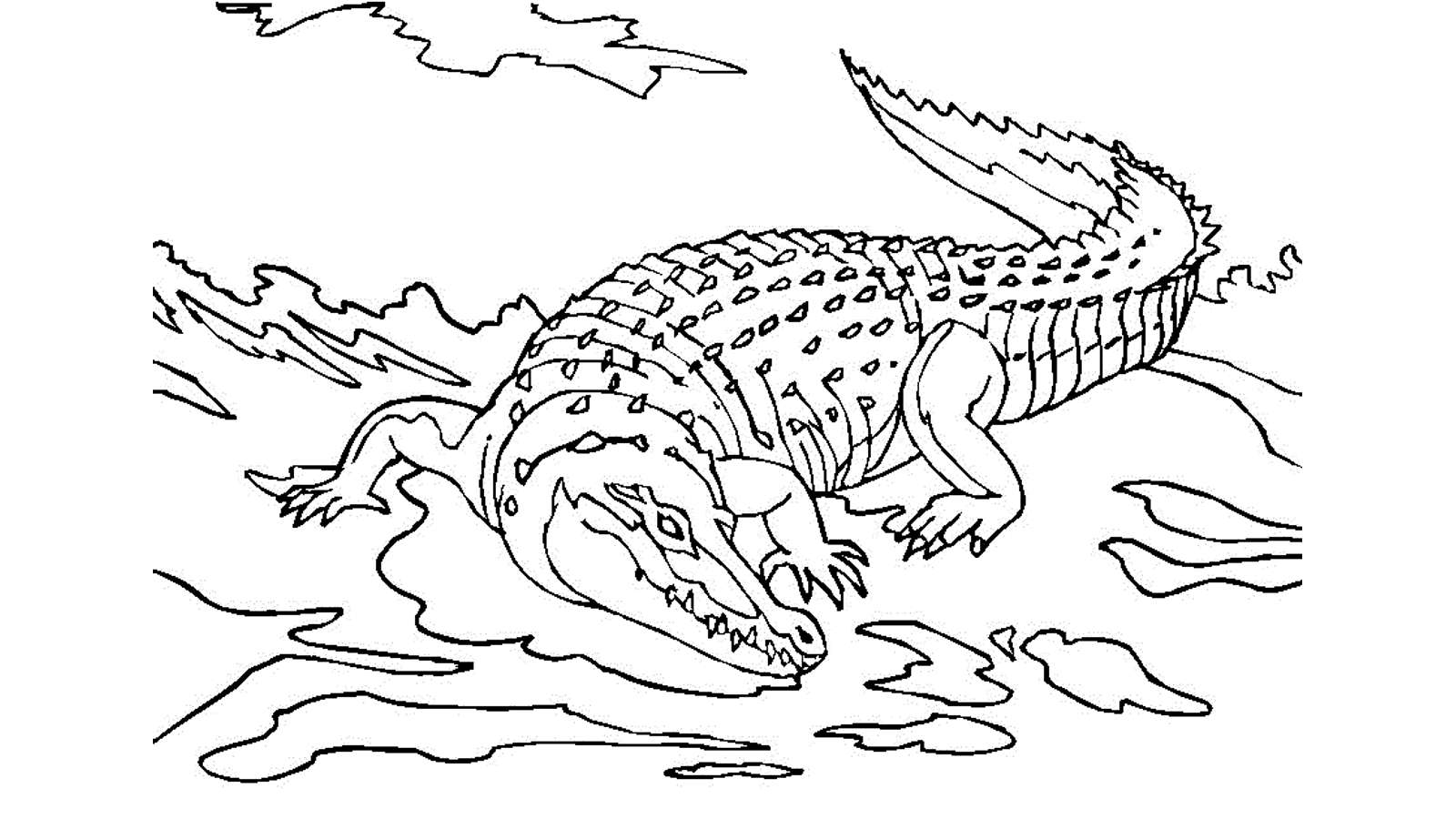 Dibujo de Cocodrilo para colorear y pintar #2837