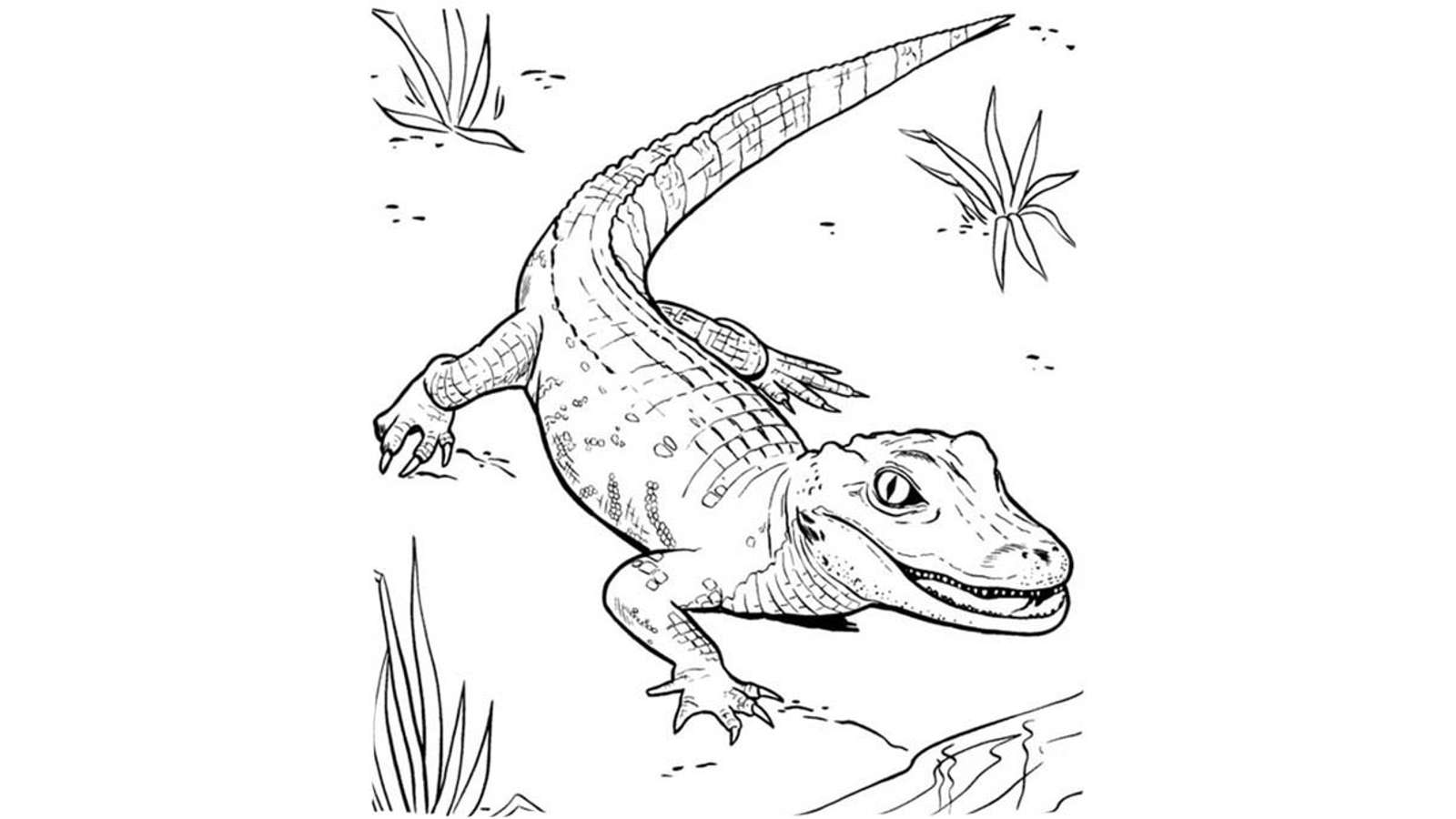 Dibujo de Cocodrilo para colorear y pintar #2841
