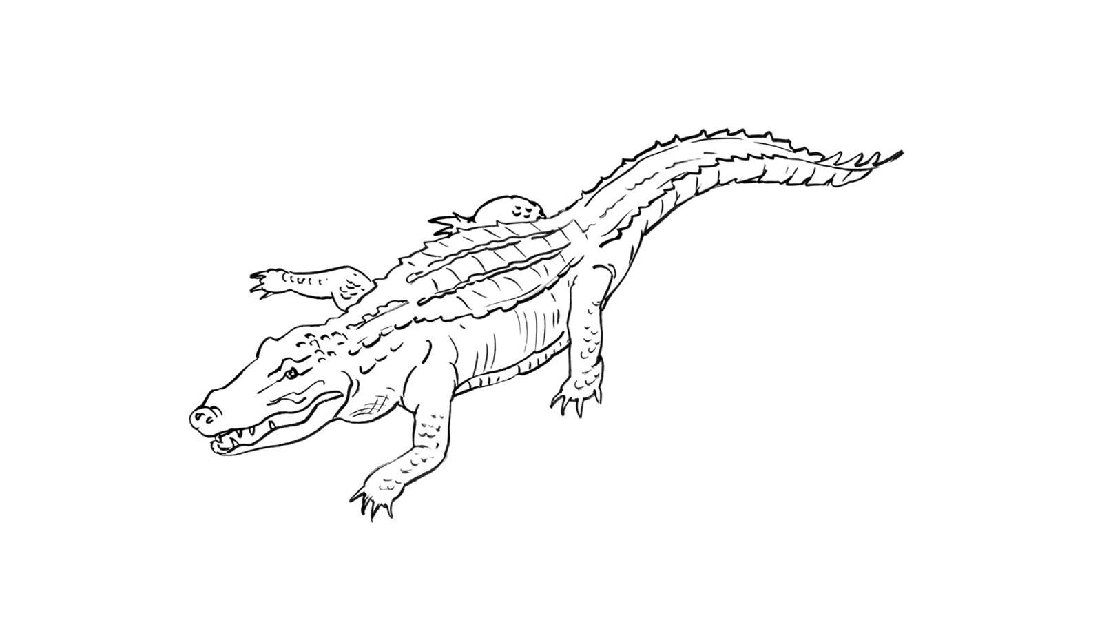 Dibujo de Cocodrilo para colorear y pintar #2857