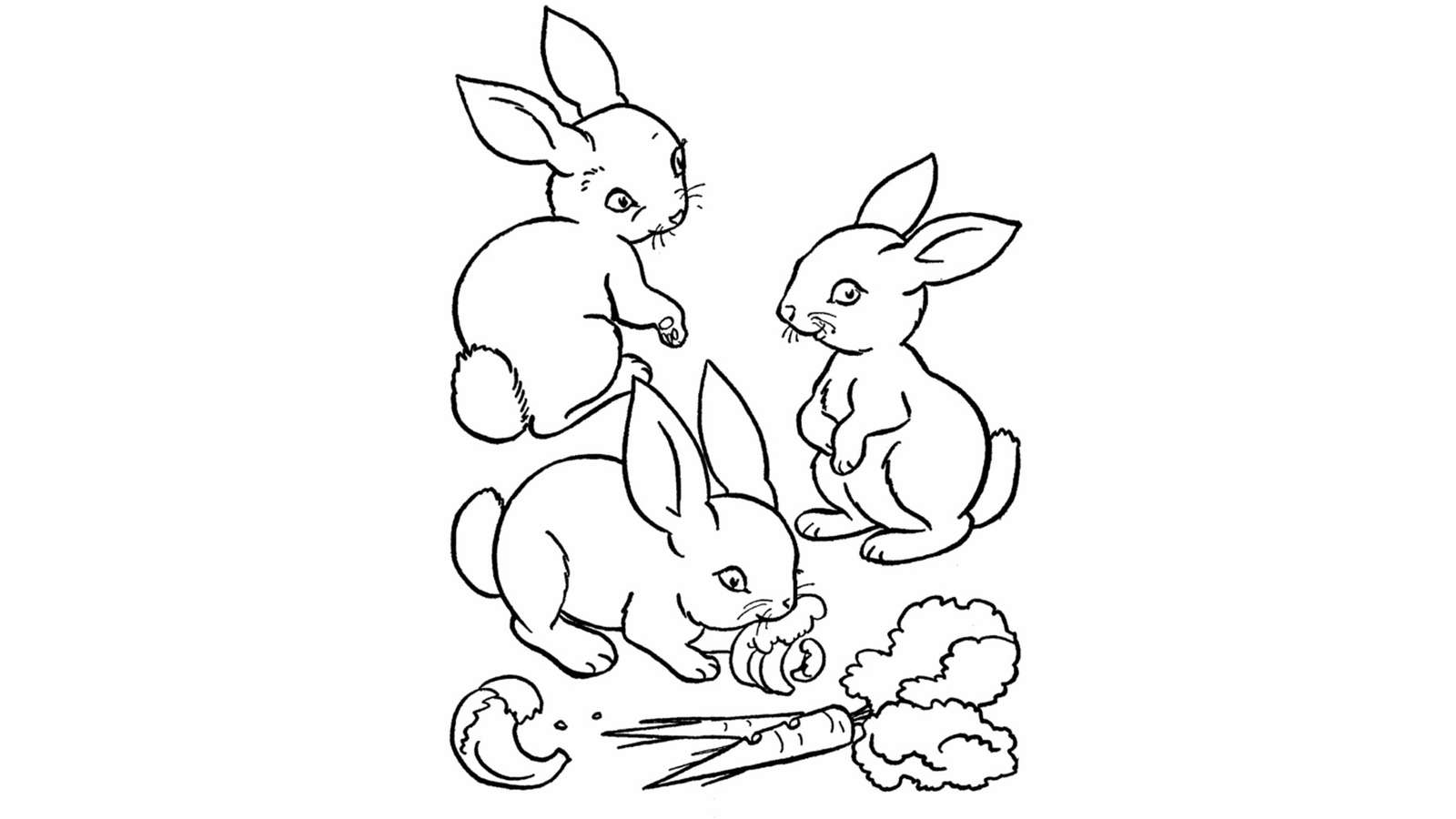 Dibujo de Conejo para colorear y pintar #3041