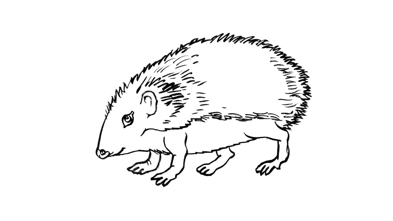 Dibujo de Erizo para colorear y pintar #3897