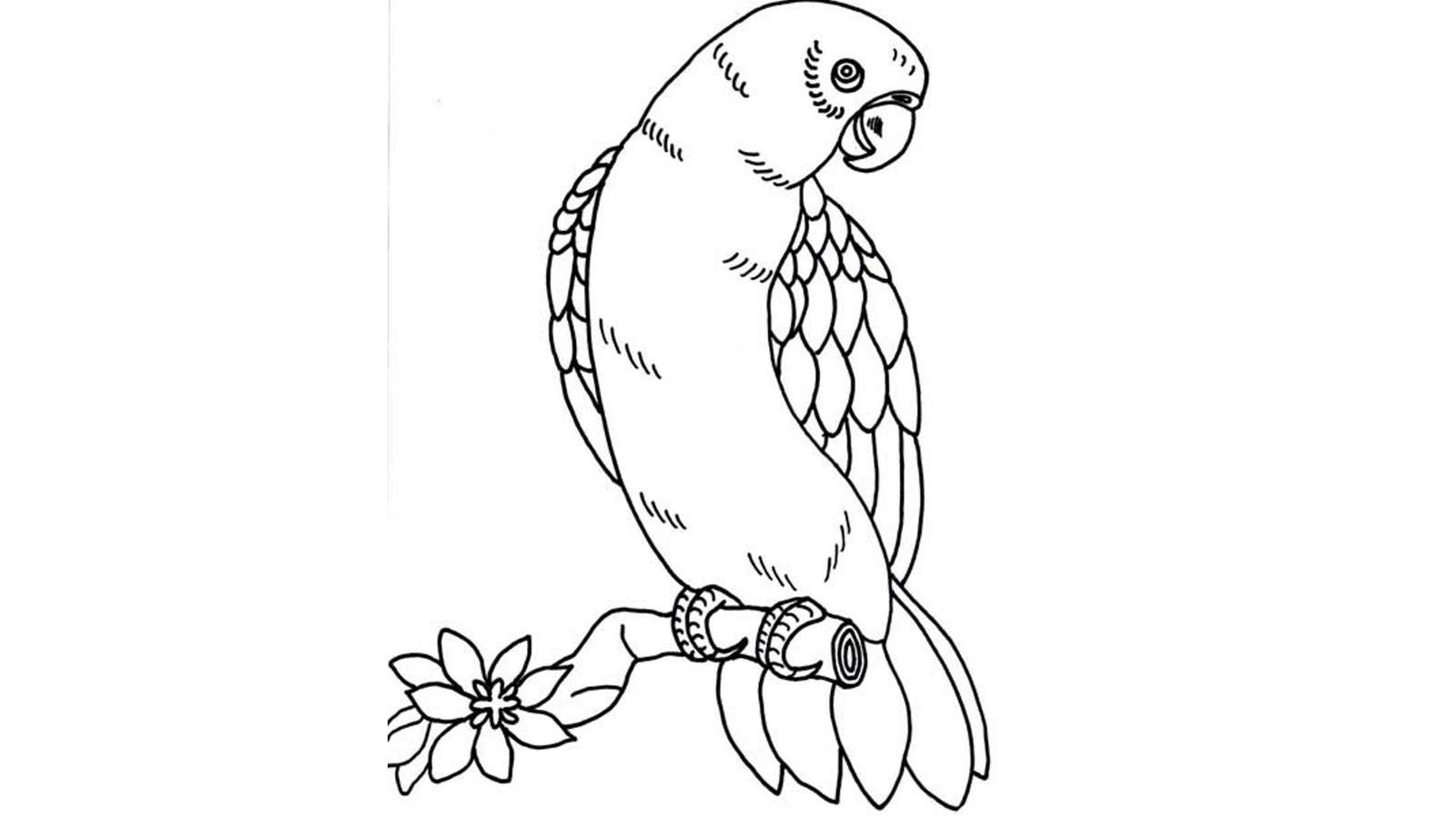 Dibujo de Loro para colorear y pintar #5098