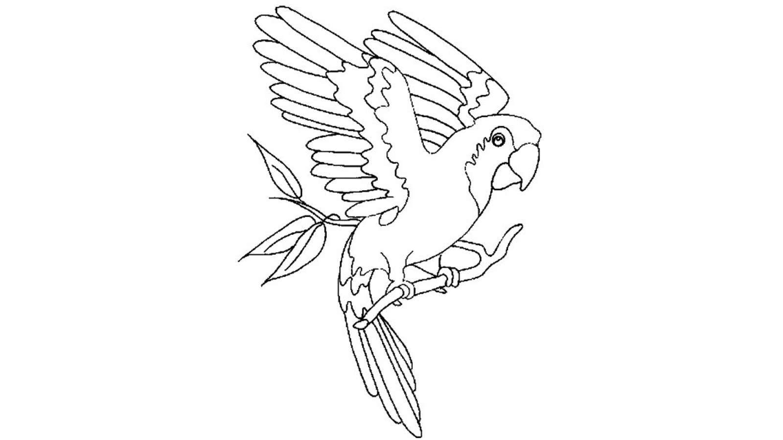 Dibujo de Loro para colorear y pintar #5103