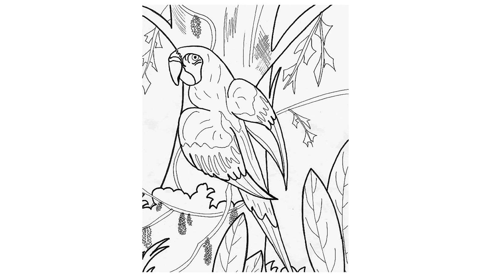 Dibujo de Loro para colorear y pintar #5129