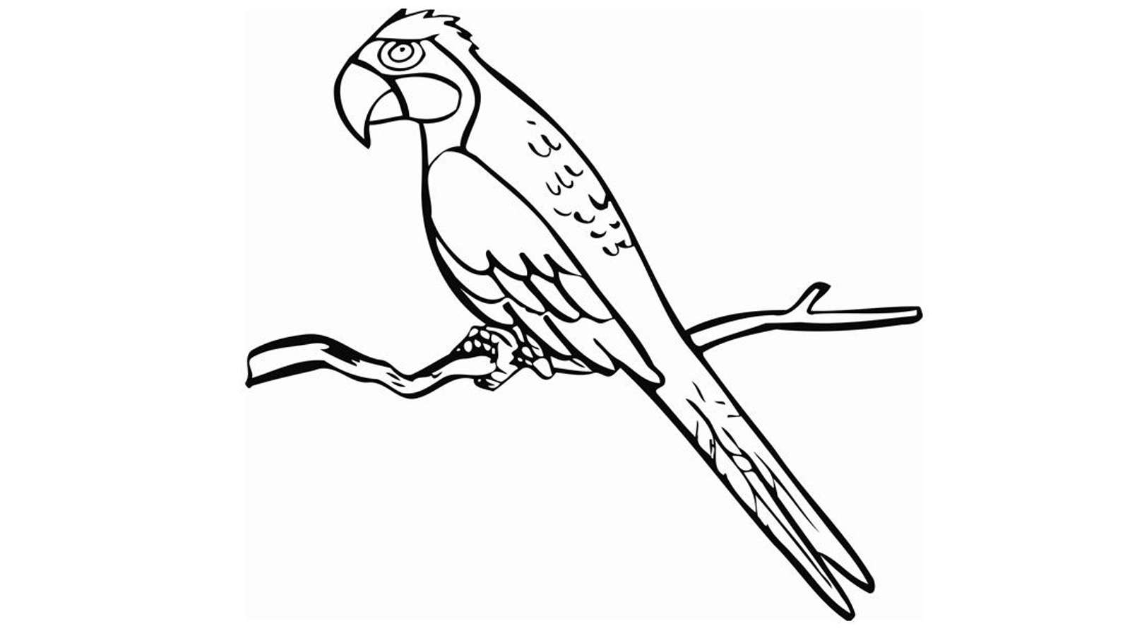 Dibujo de Loro para colorear y pintar #5146