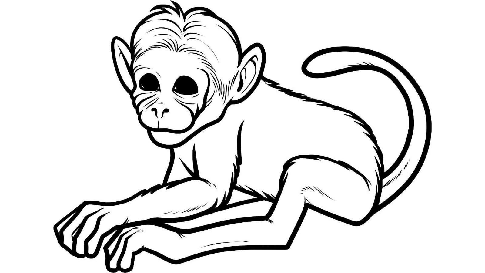 Dibujo de Mono para colorear y pintar #6684