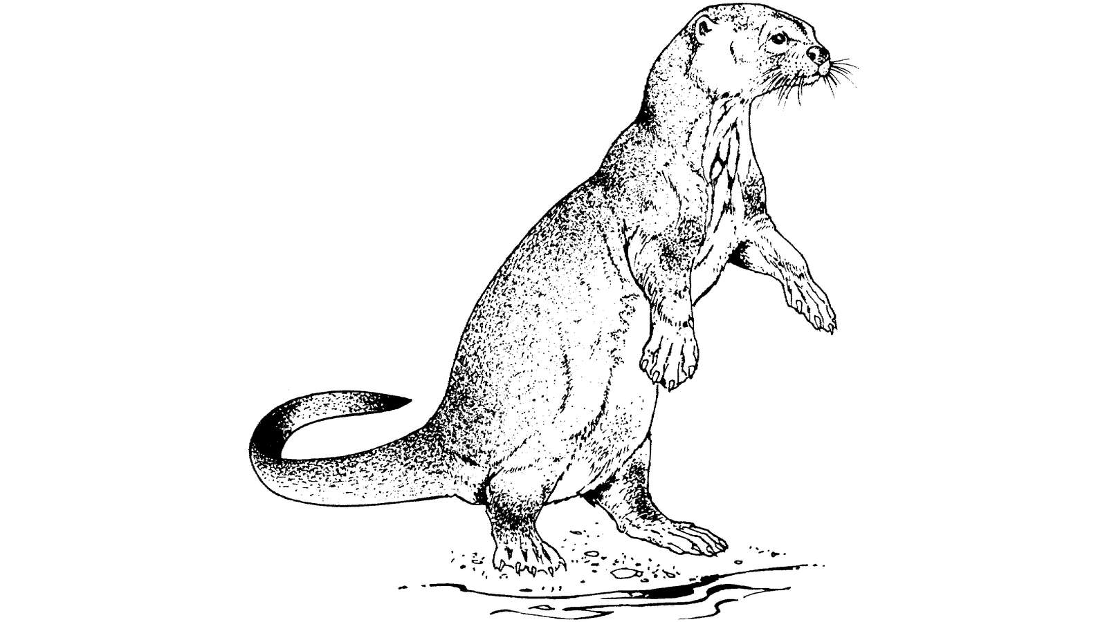 Dibujo de Nutria para colorear y pintar #6964