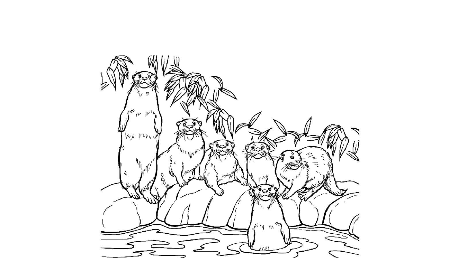 Dibujo de Nutria para colorear y pintar #6974
