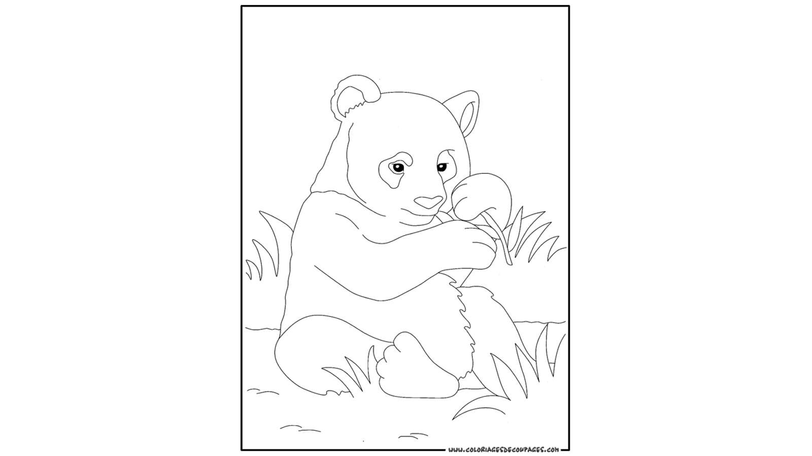 Dibujo de Panda para colorear y pintar #7491