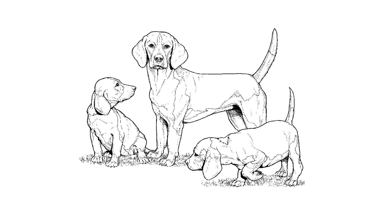 Dibujo de Perro para colorear y pintar #7951