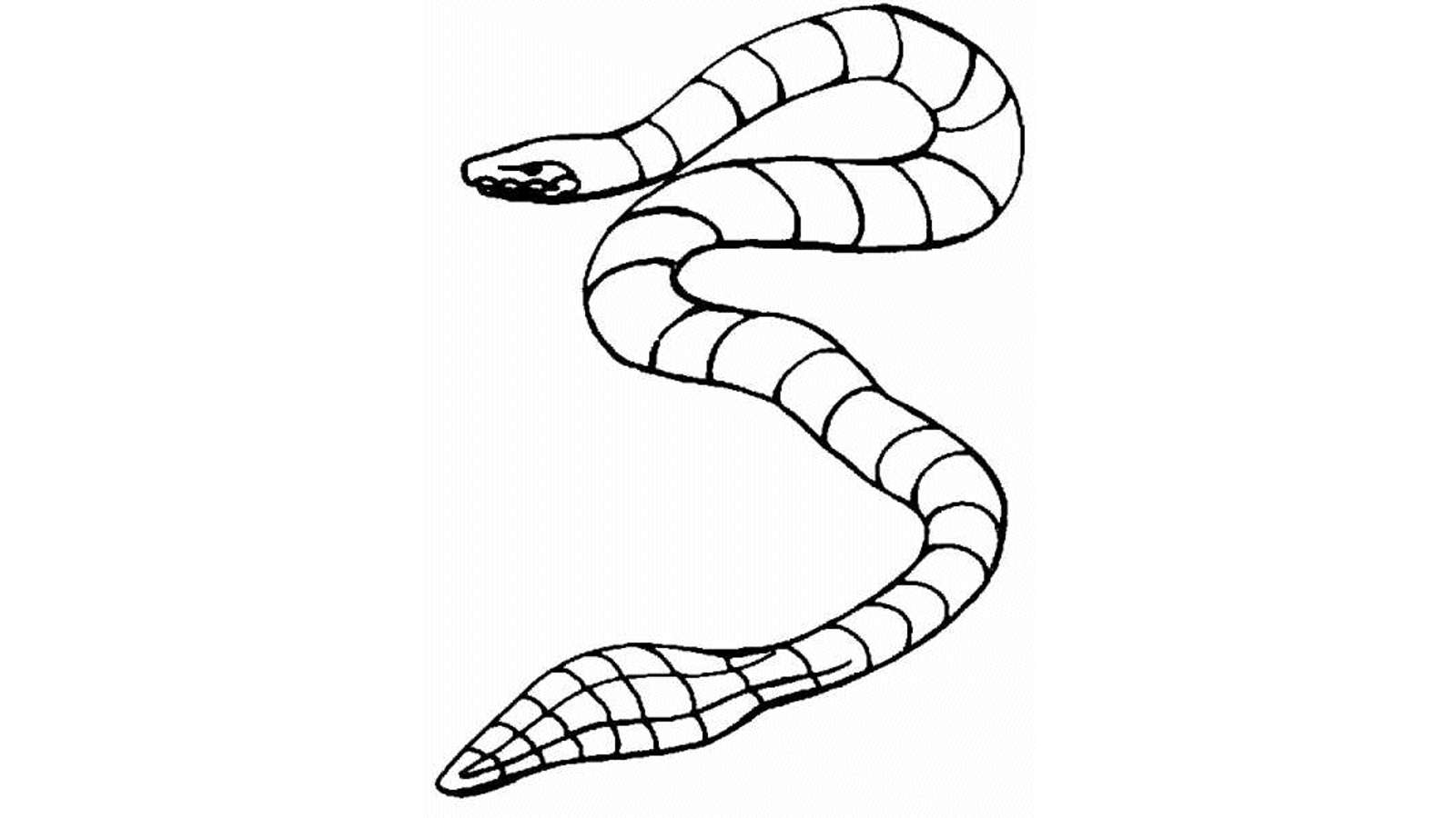 Dibujo de Serpiente para colorear y pintar #9269