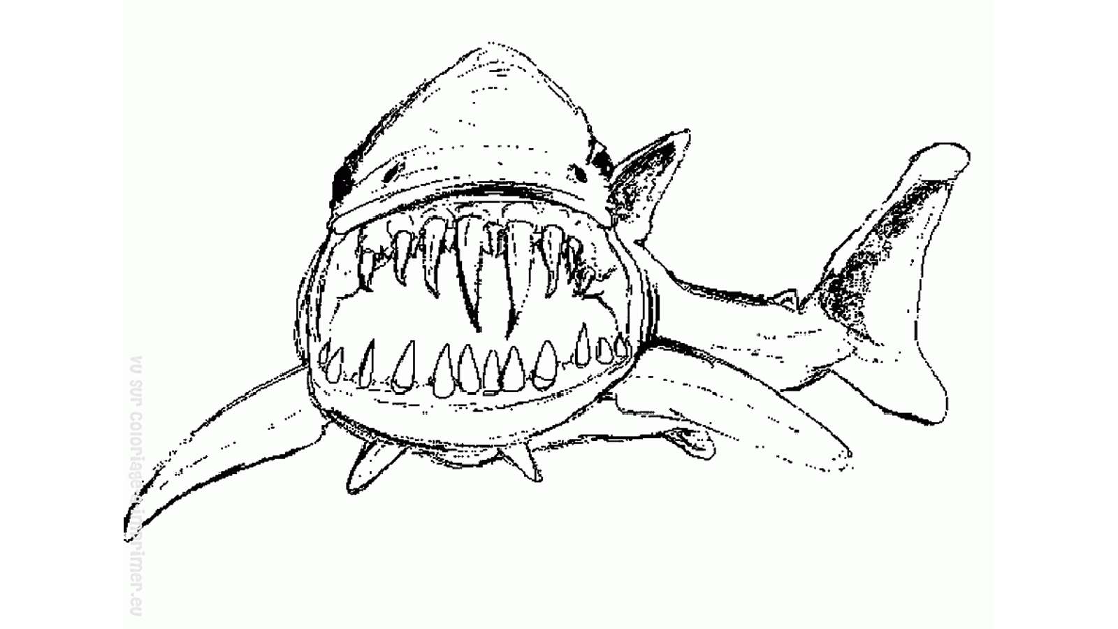 Tiburon Moeilijk Pintar Haai Megalodon Tiburones Omnilabo Dinosaurus ...