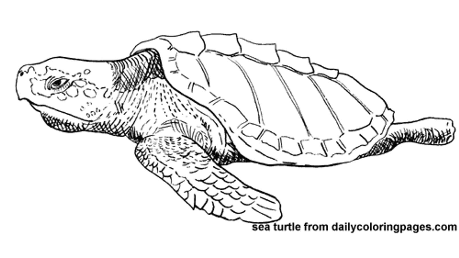 Dibujo de Tortuga para colorear y pintar #9629