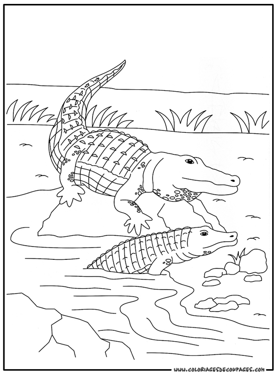 Dibujo de Cocodrilo para colorear y pintar #2872