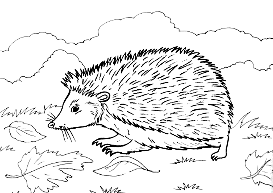 Dibujo de Erizo para colorear y pintar #3877