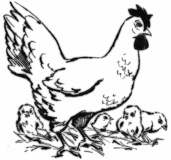 Dibujo de Gallina para colorear y pintar #4109