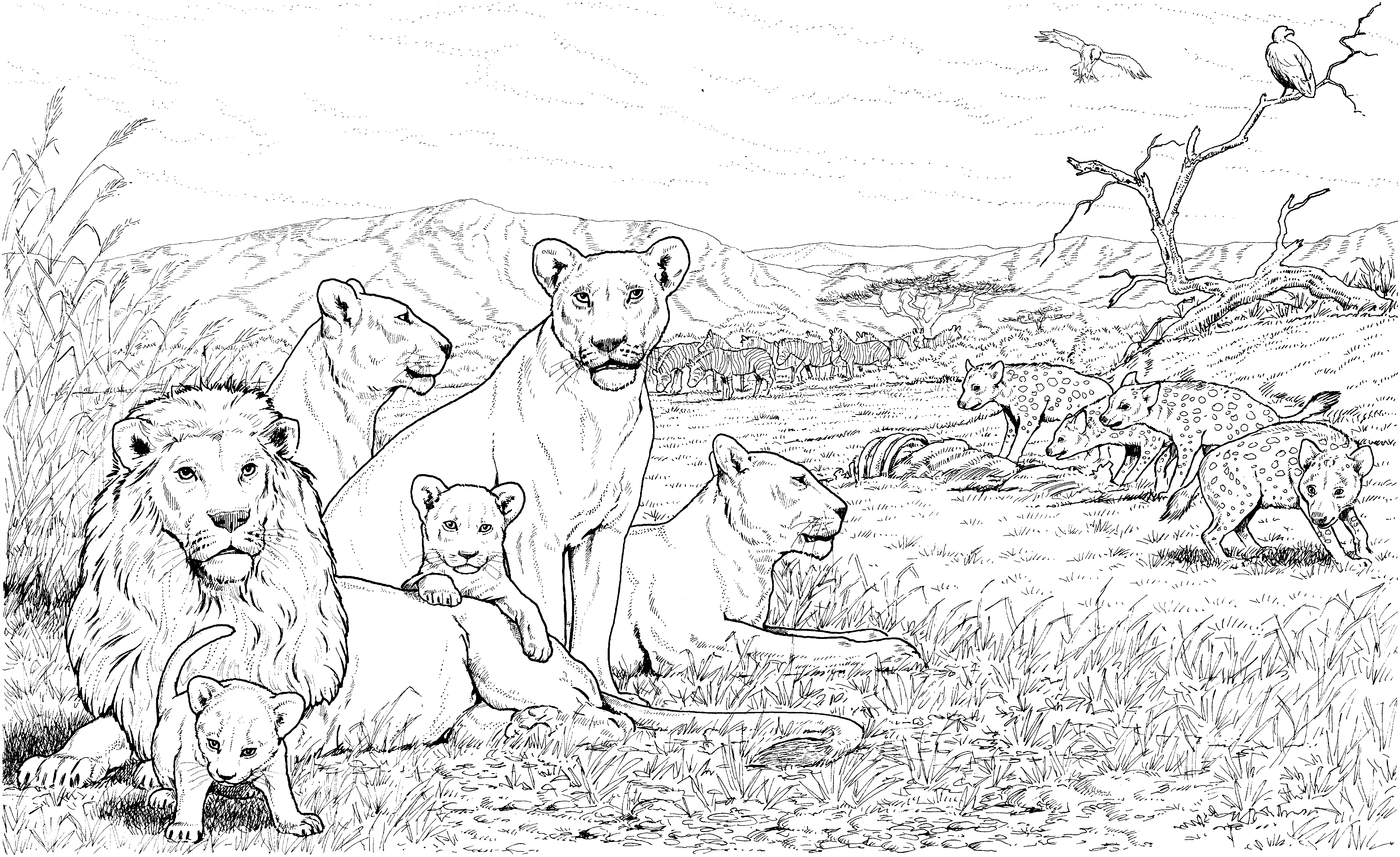 Dibujo de León para colorear y pintar #5678