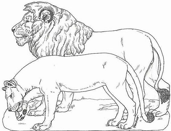Dibujo de León para colorear y pintar #5730