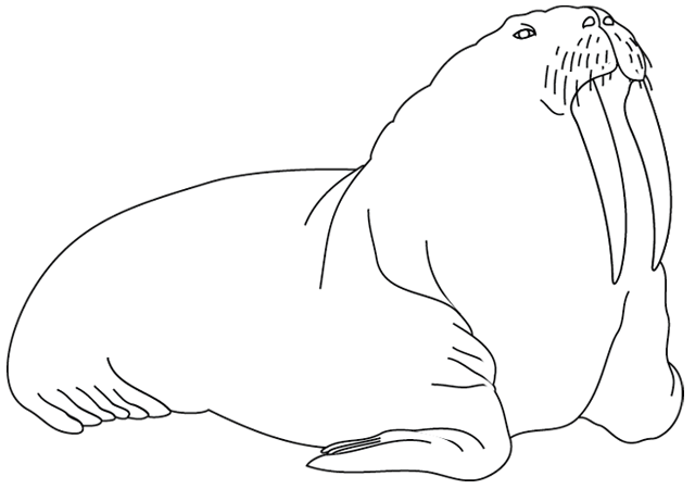 Dibujo de Morsa para colorear y pintar #6782