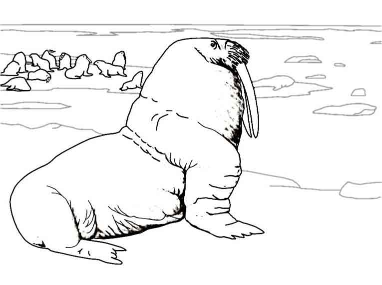Dibujo de Morsa para colorear y pintar #6810
