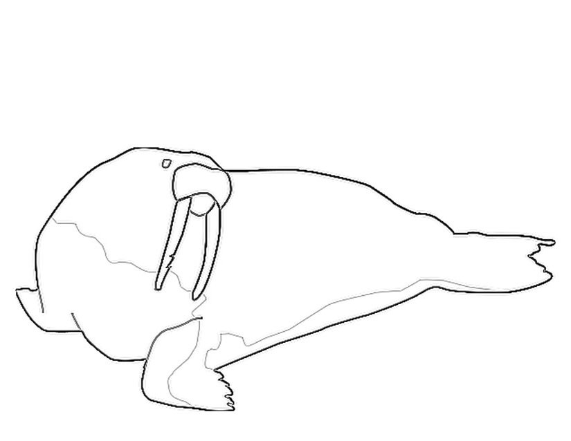 Dibujo de Morsa para colorear y pintar #6814