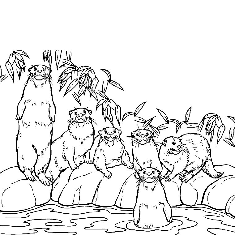 Dibujo de Nutria para colorear y pintar #6974