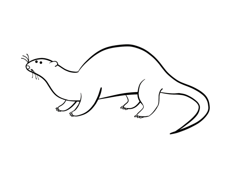 Dibujo de Nutria para colorear y pintar #6976