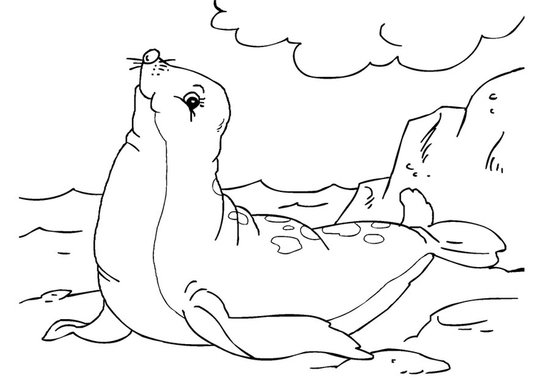 Dibujo de Foca para colorear y pintar #9166
