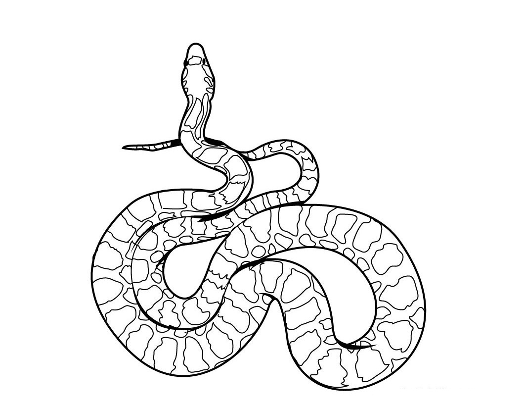 Dibujo de Serpiente para colorear y pintar #9215