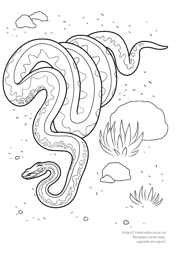 Dibujo de Serpiente para colorear y pintar #9286