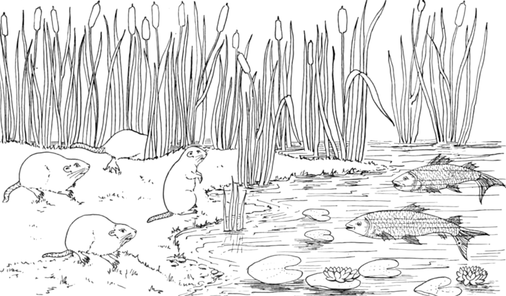 Dibujo de Lago para colorear y pintar #28005